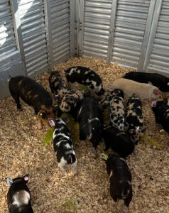 Pig-Raising Basics: How to Transport Pigs - Countryside